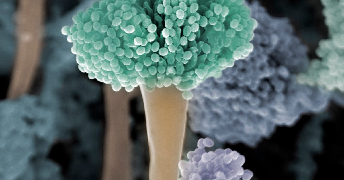 Scientific meeting on azole resistanse - Veterinærinstituttet