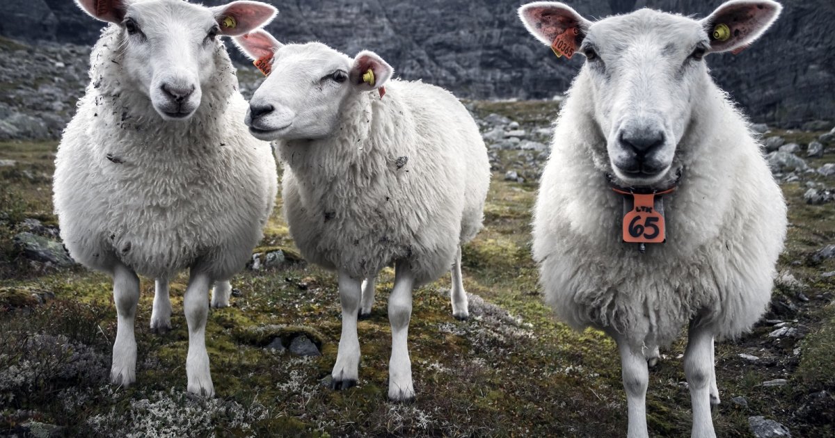 Helsestatus hos ulike dyrearter - Veterinærinstituttet