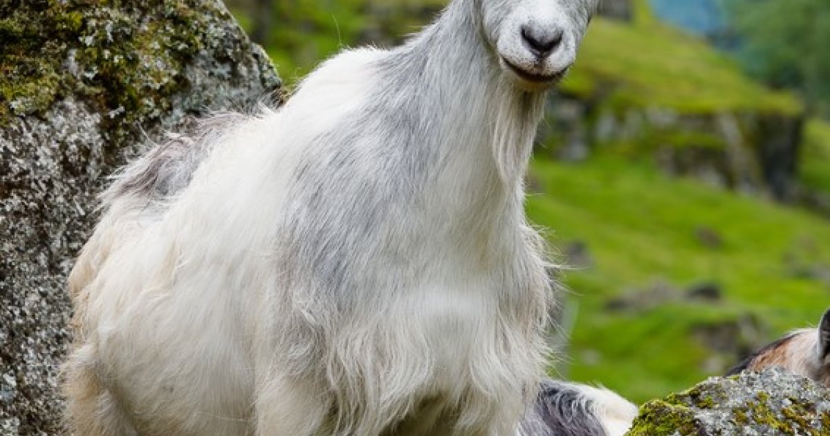 Geit - Veterinærinstituttet