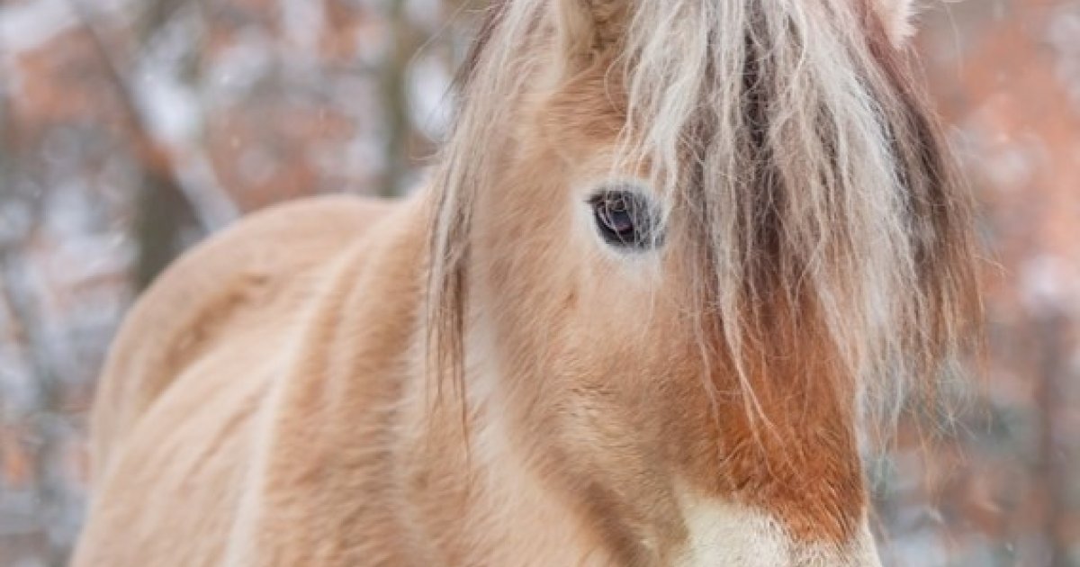 Hest - Veterinærinstituttet