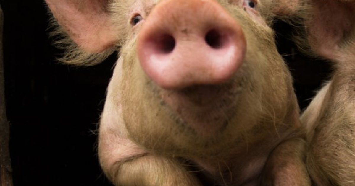 Svin - Veterinærinstituttet