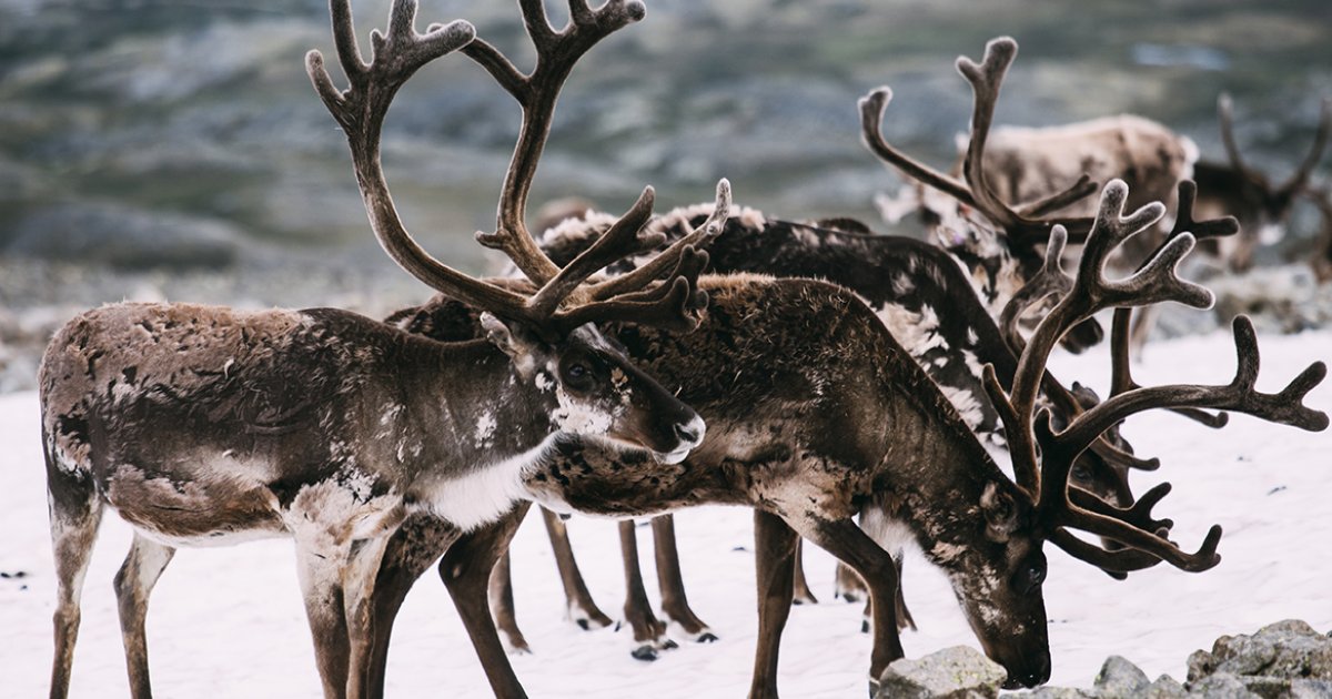 Chronic Wasting Disease (CWD) identified in a wild reindeer at ...