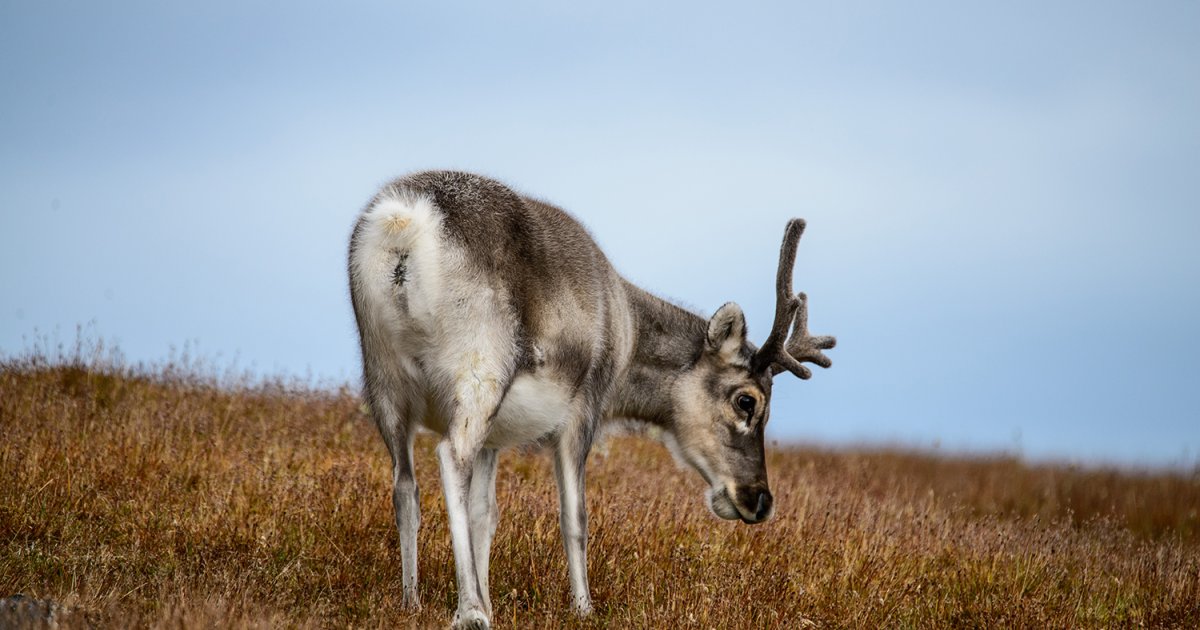 Chronic wasting disease detected in a female reindeer on Hardangervidda ...