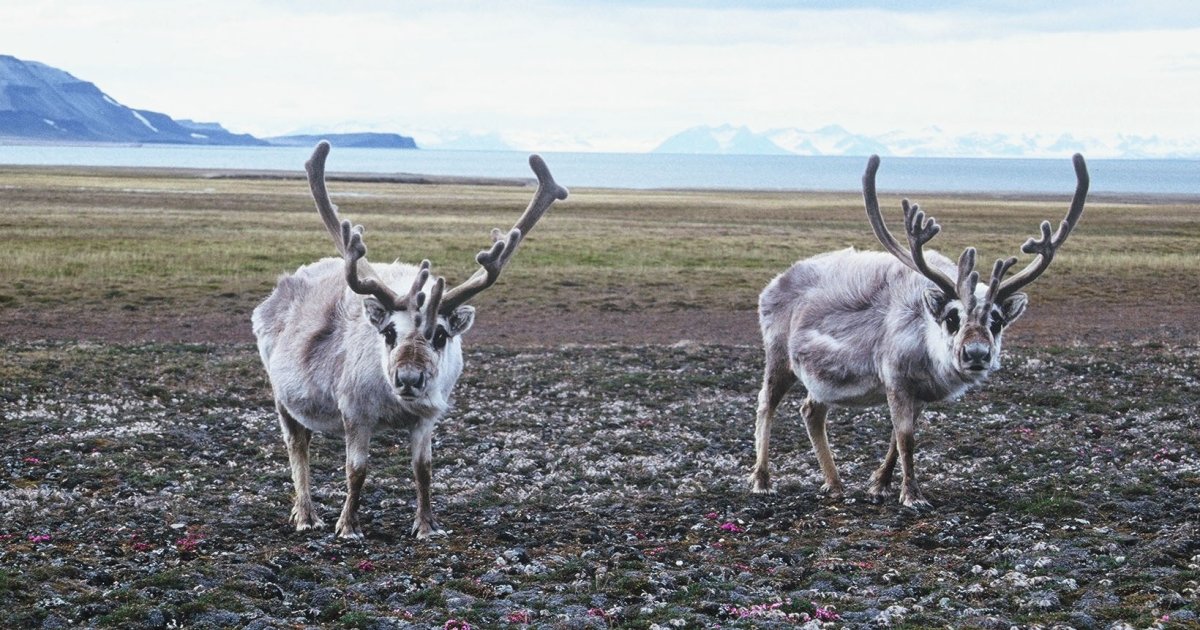 Rabies detected in a Svalbard reindeer - Norwegian Veterinary Institute
