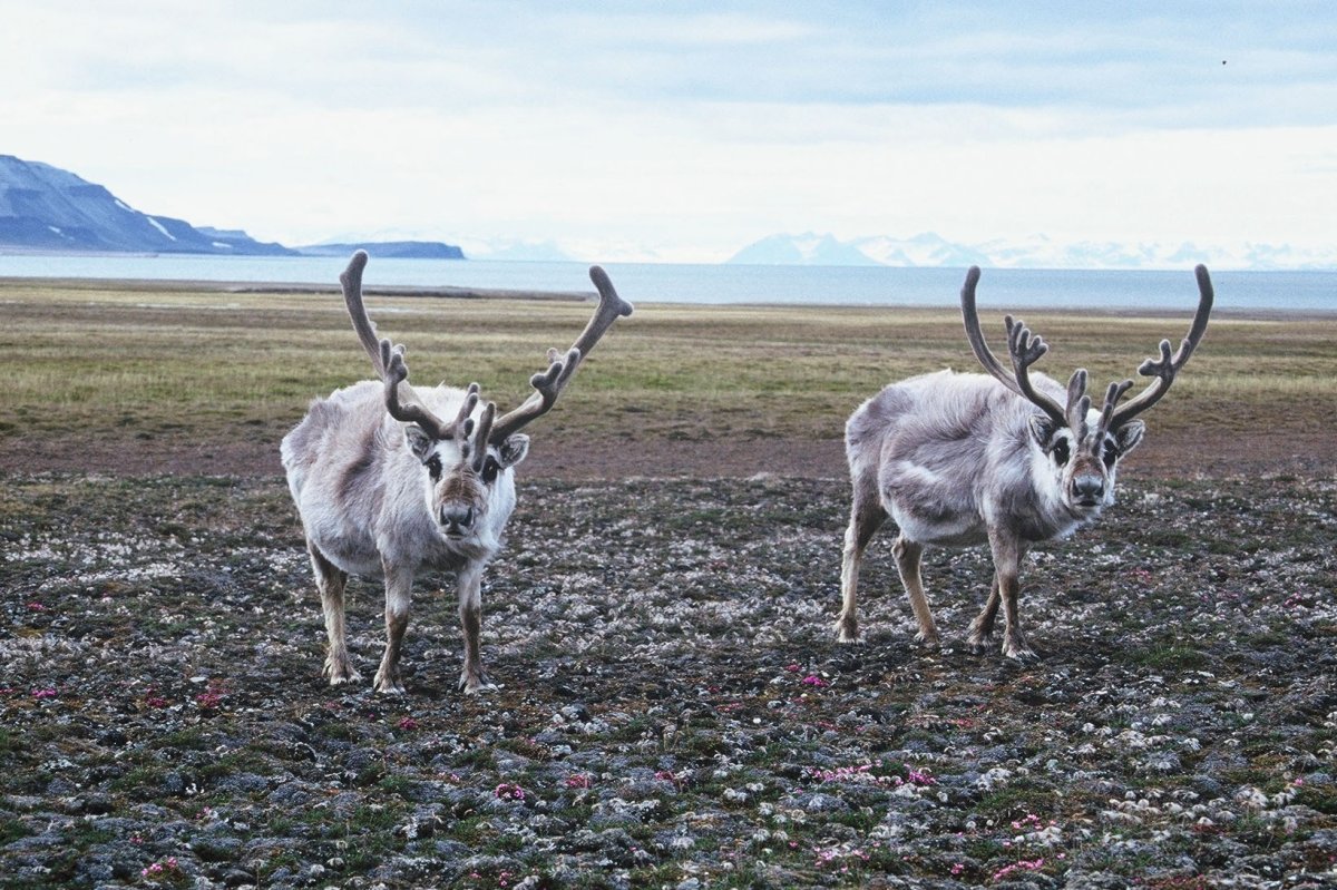 Rabies detected in a Svalbard reindeer