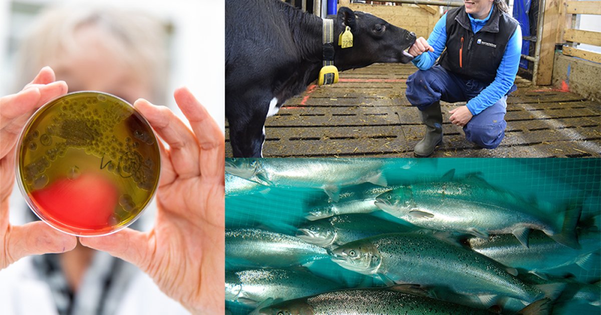 The Norwegian Veterinary Institute a key player in the EU initiative on ...