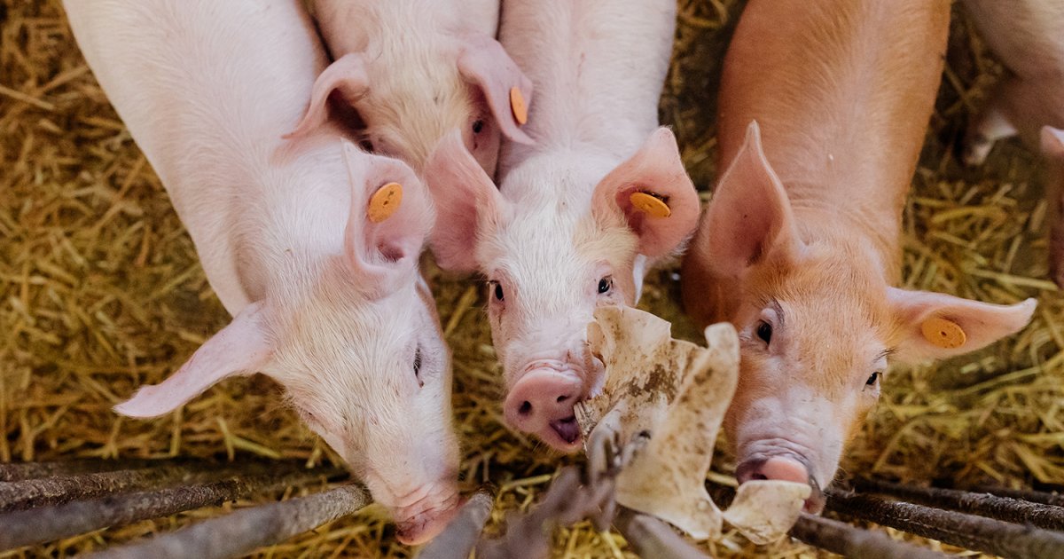 Two years without findings of MRSA in pigs - Norwegian Veterinary Institute