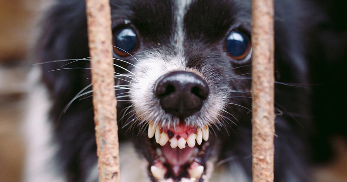 World Rabies Day - Norwegian Veterinary Institute