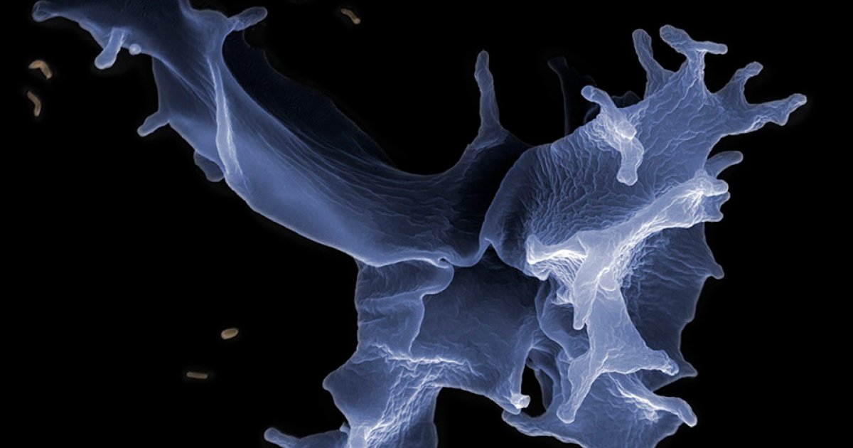 Fish Health Research Section - Norwegian Veterinary Institute