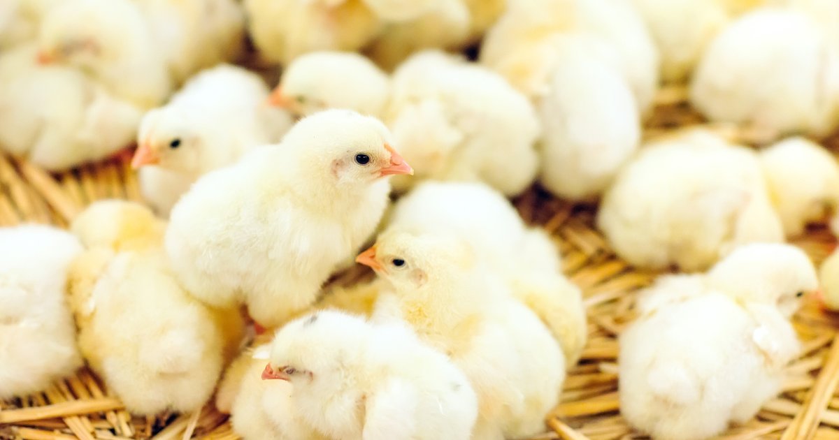 Sammensetningen av kyllingfôret kan forebygge sykdom - Veterinærinstituttet