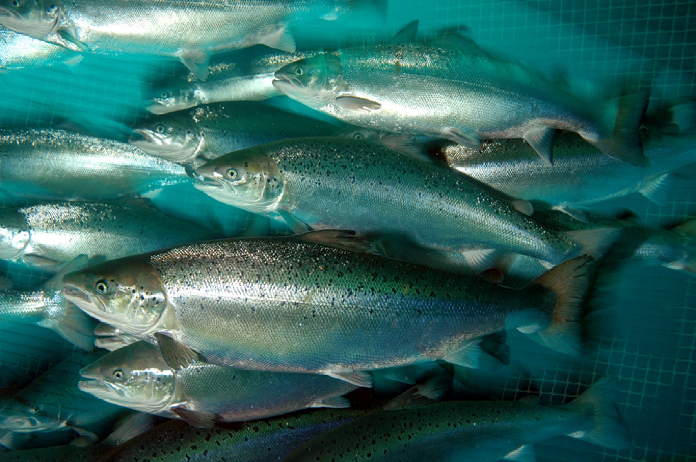 Effektiv beskyttelse mot lus ved produksjon av laks i lukkede merder