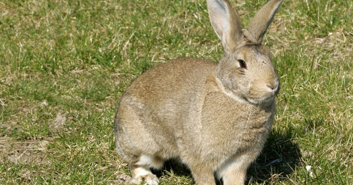 Kaningulsott påvist hos fleire kaninar i ulike delar av landet ...