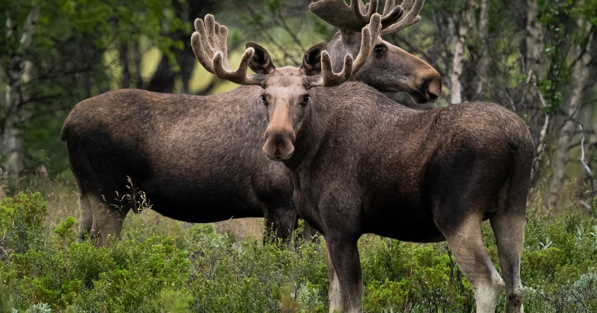 Flere tilfeller av hundens dvergbendelmark påvist hos elg i Sør-Norge ...