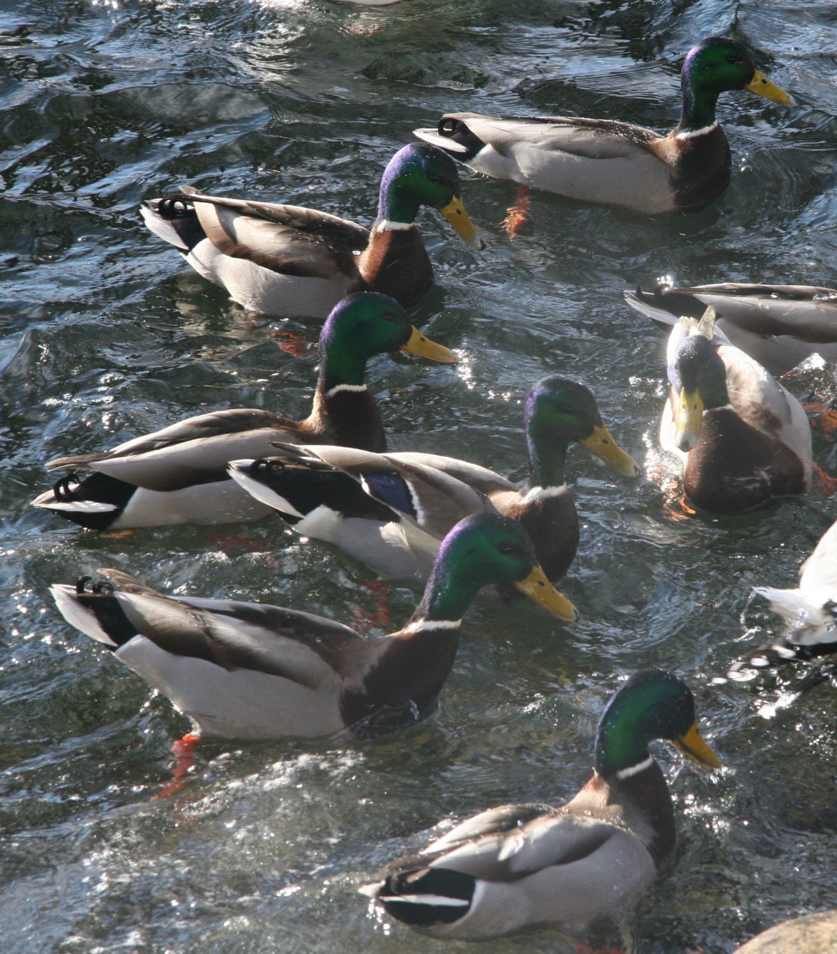 Fugleinfluensa påvist hos viltlevende fugler i Nord-Europa