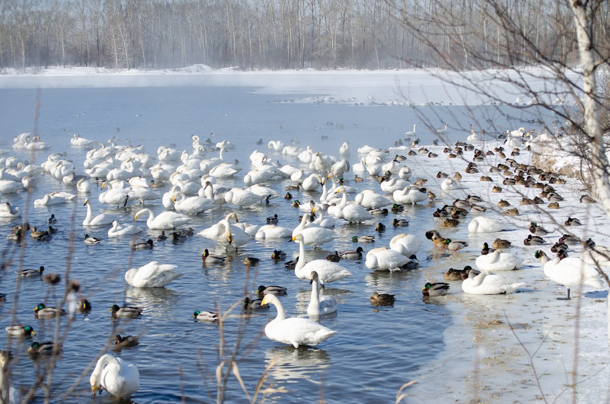 Fugleinfluensa spres til nye verdensdeler