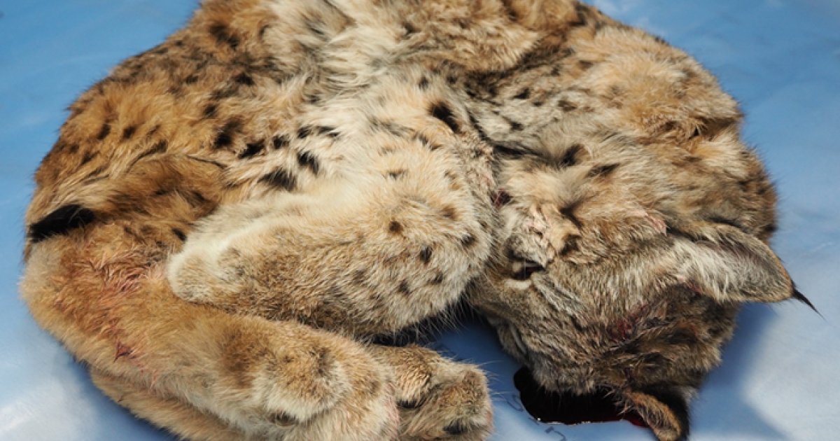 Fugleinfluensa påvist hos gaupe - Veterinærinstituttet