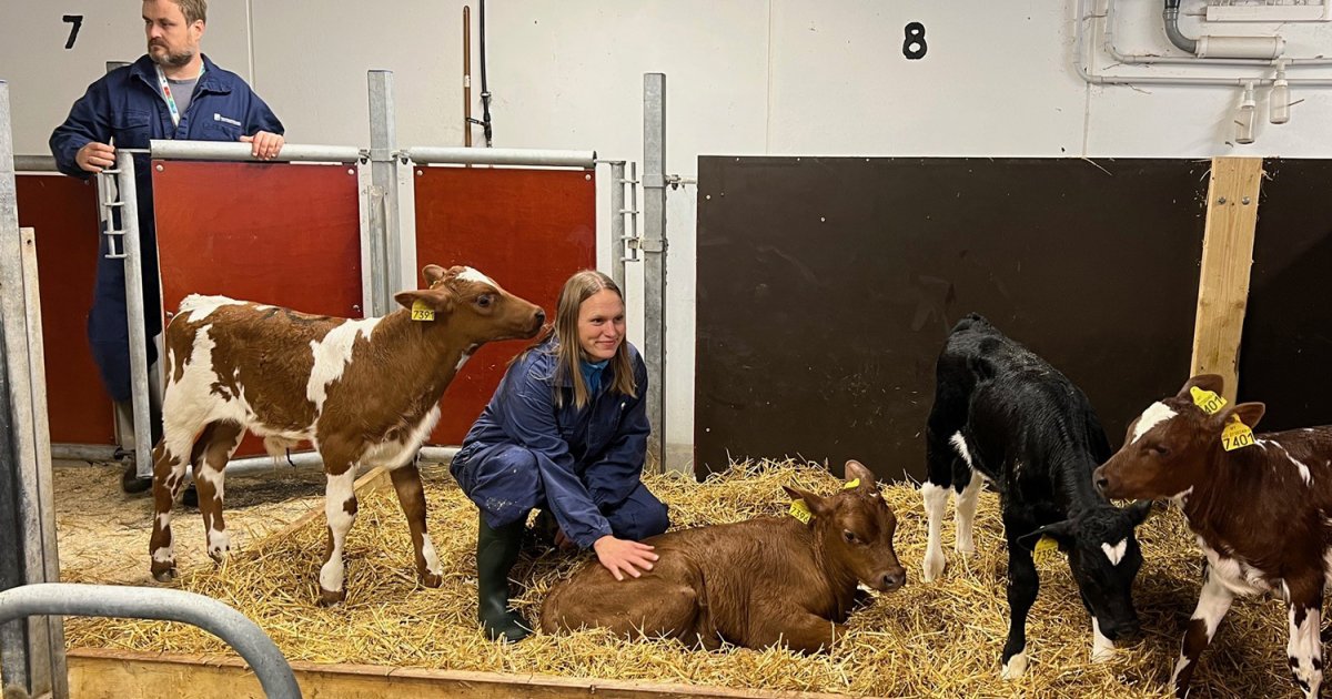 Hvordan ser man om kalven er glad? - Veterinærinstituttet