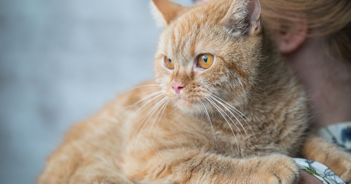 Ingen mistanke om at dyr i Norge er smittekilde for virussykdommen ...