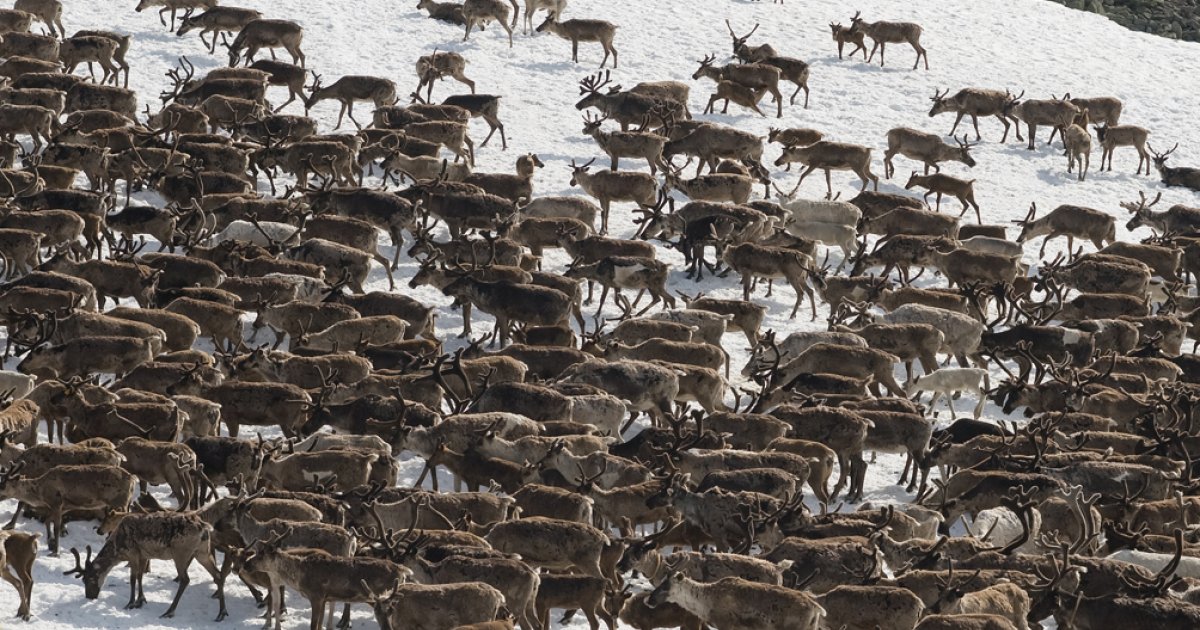 Klokt å gjøre tiltak for å beskytte norsk hjortevilt mot en alvorlig ...