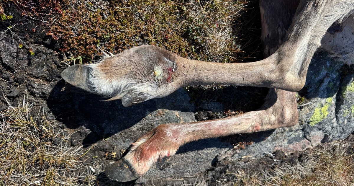 Mistanke om fotråte i villreinområder - Veterinærinstituttet