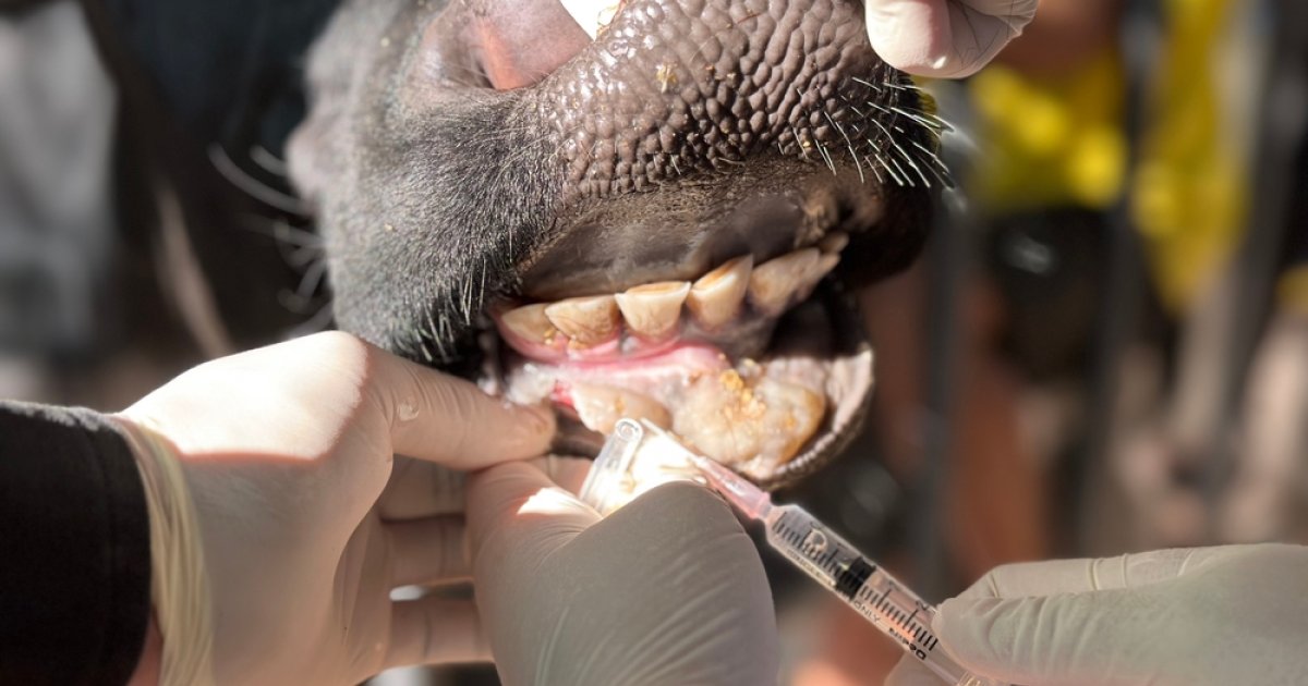 Munn- og klauvsjuke påvist i Tyskland - Veterinærinstituttet