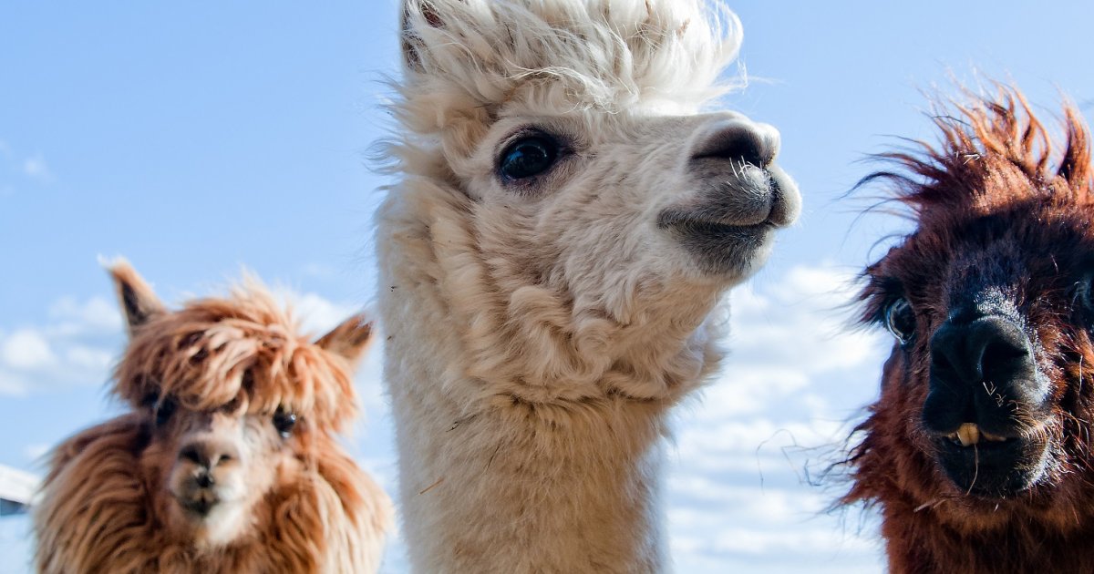 Ny faglig vurdering av Psoroptes ovis - Veterinærinstituttet