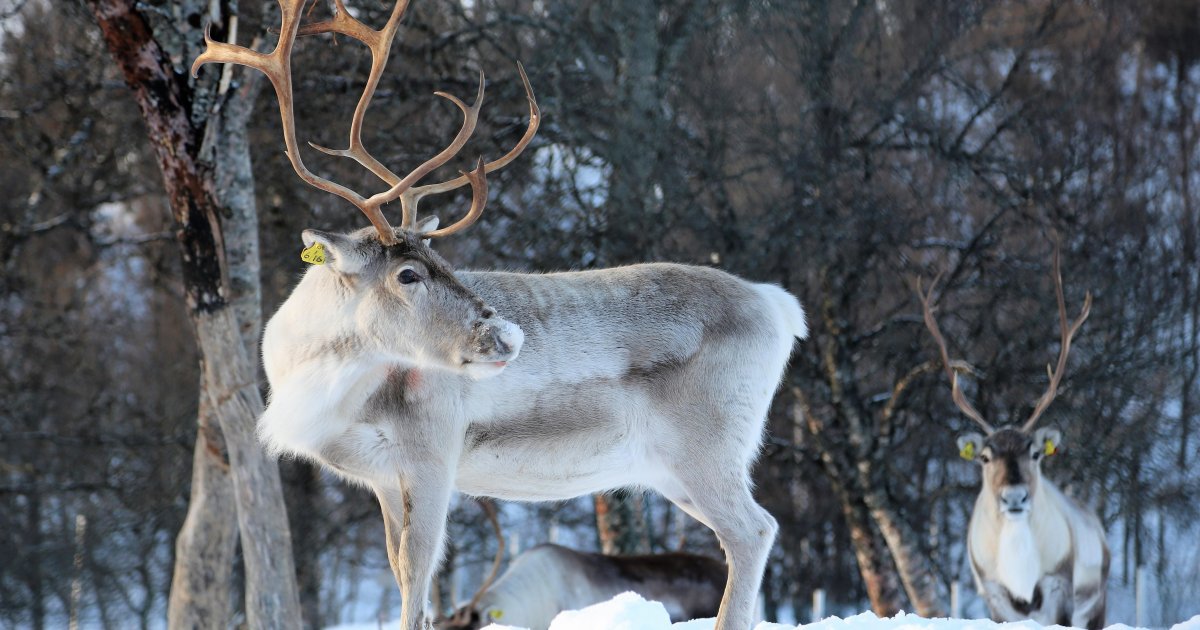 Prosjekt for å fremme god helse hos rein - Veterinærinstituttet