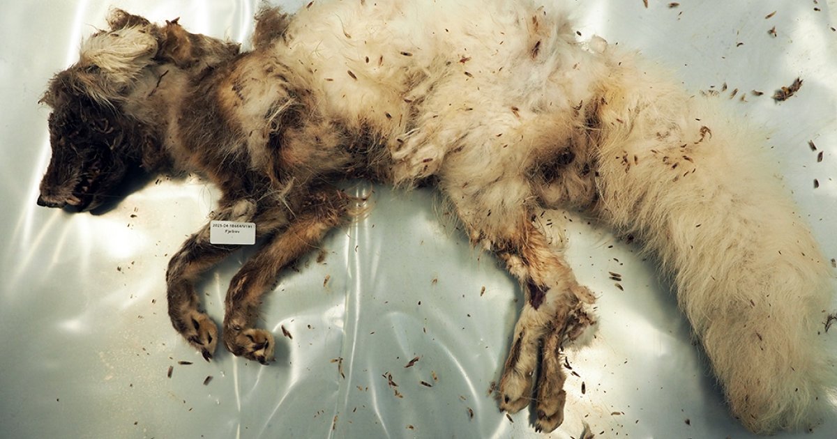 Rabies påvist hos fjellrev på Svalbard - Veterinærinstituttet