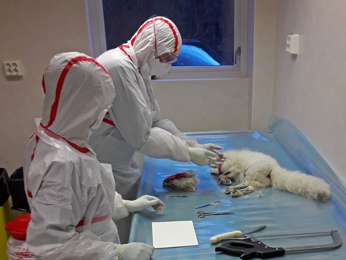 Rabiesmistanke hos rev fra Svalbard avkreftet