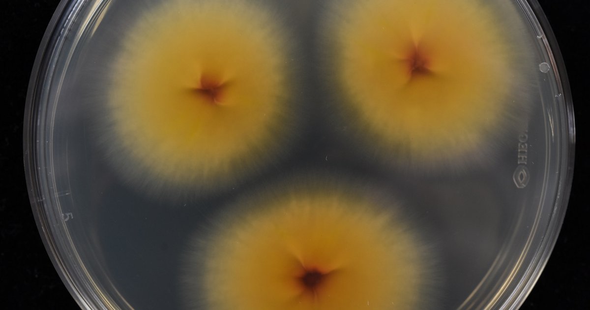 Ringorm på hest - Veterinærinstituttet