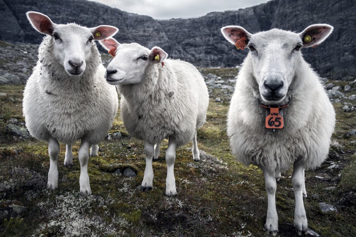 Sauesykdommen mædi ikke påvist i Norge i 2021