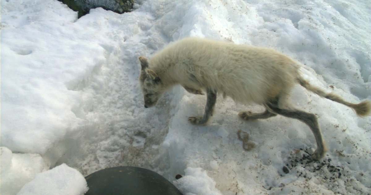 Skabb oppdaget på fjellrev på Hardangervidda - Veterinærinstituttet