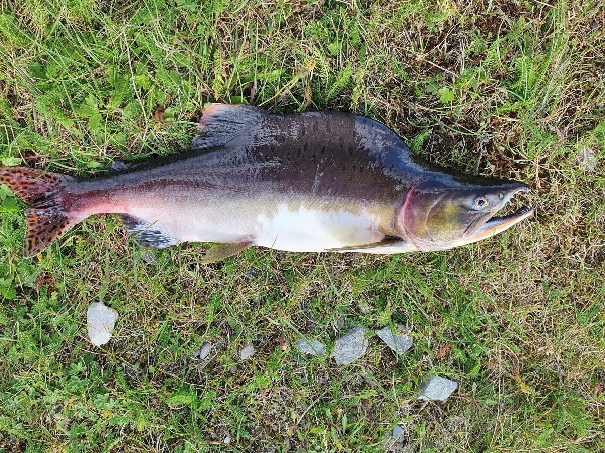 Slik skal pukkellaksen i Tana fanges i sommer