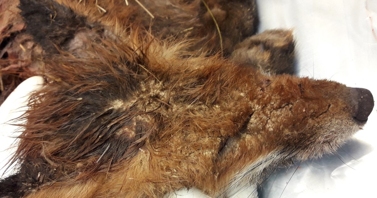 To raudrev avliva i Alta hadde skabb - Veterinærinstituttet