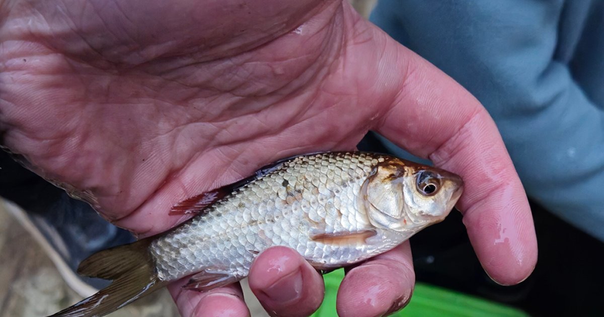 Fjerner gullfisk i svensk natur - Veterinærinstituttet