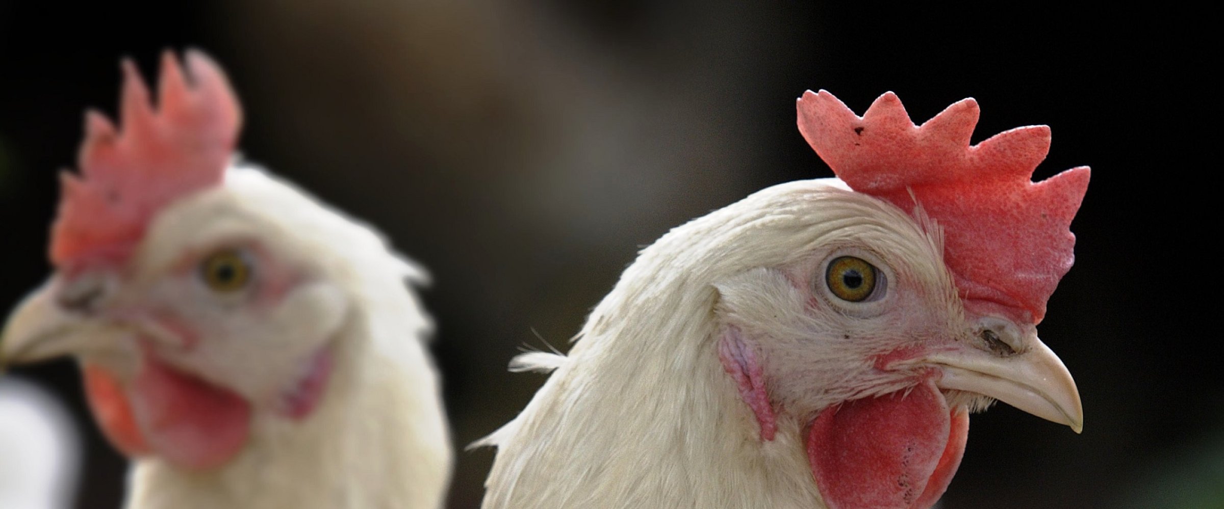 Aviær influensa (AI) - Veterinærinstituttet